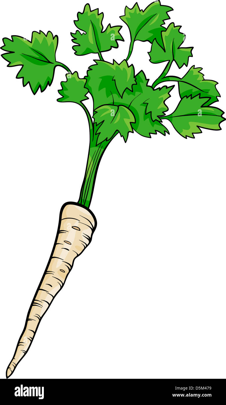 Cartoon Illustration of Parsley Root Vegetable Food Object Stock Photo ...