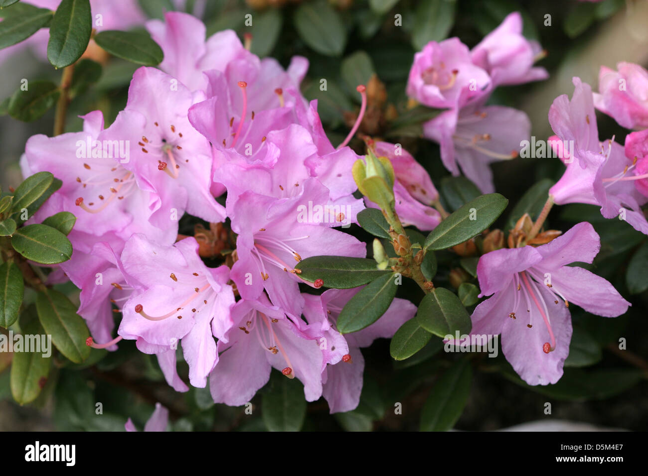 Pink and purple Rhododendron blooms Stock Photo - Alamy
