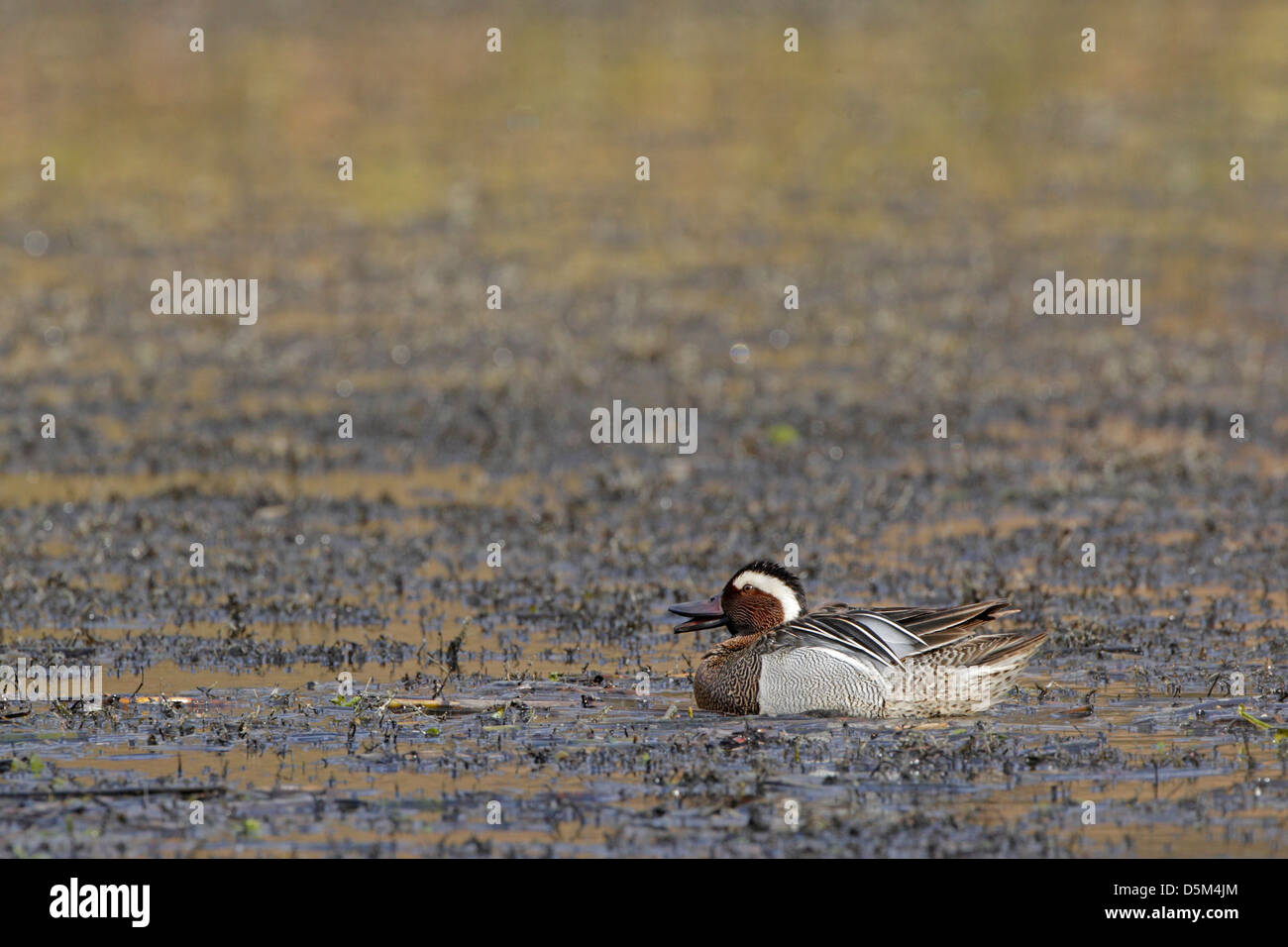 Garganey drake hi-res stock photography and images - Alamy