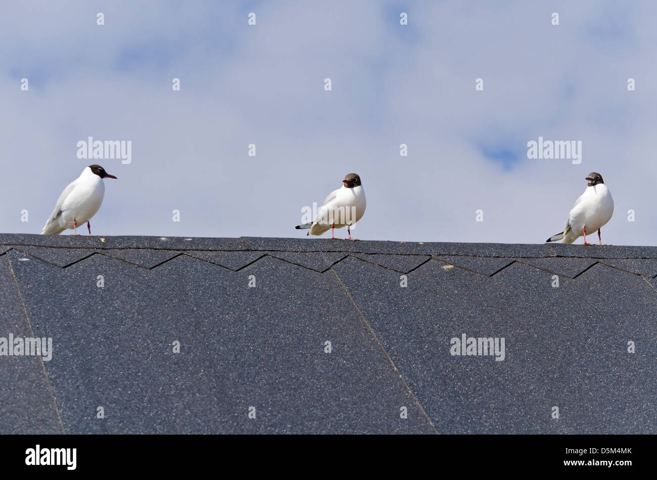 Three seagulls sitting on a roof Stock Photo - Alamy