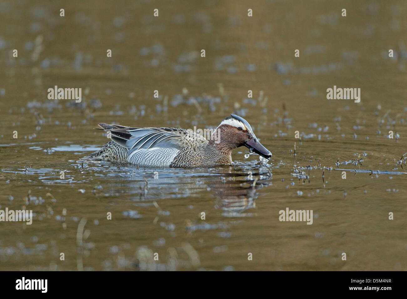 Wild drake Garganey at Cannop Pond Stock Photo - Alamy