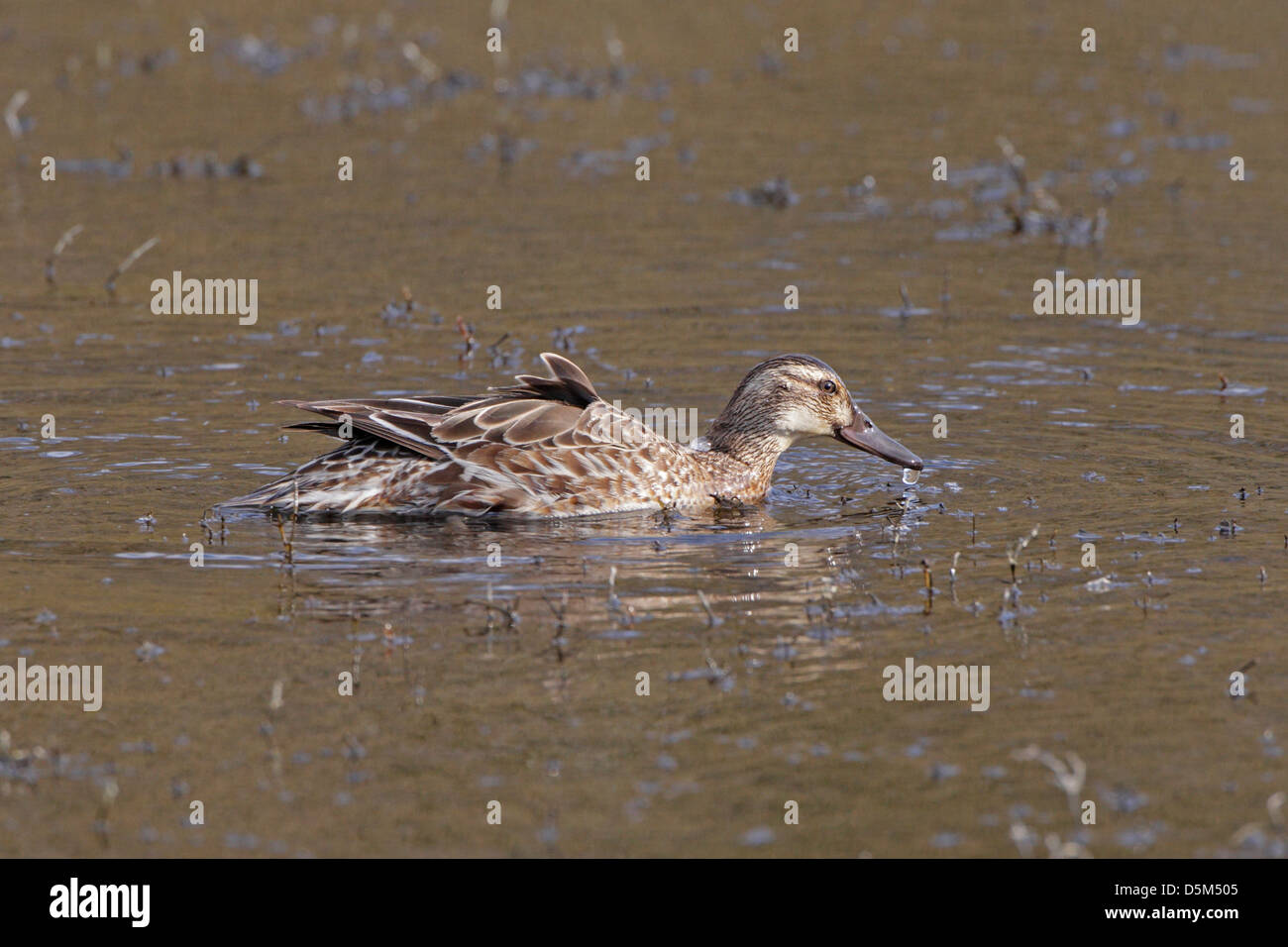 Garganey female hi-res stock photography and images - Alamy