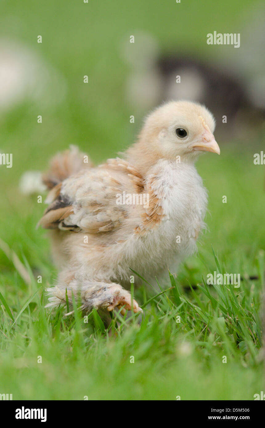 Gorgeous fluffy chick walking on grass Stock Photo - Alamy