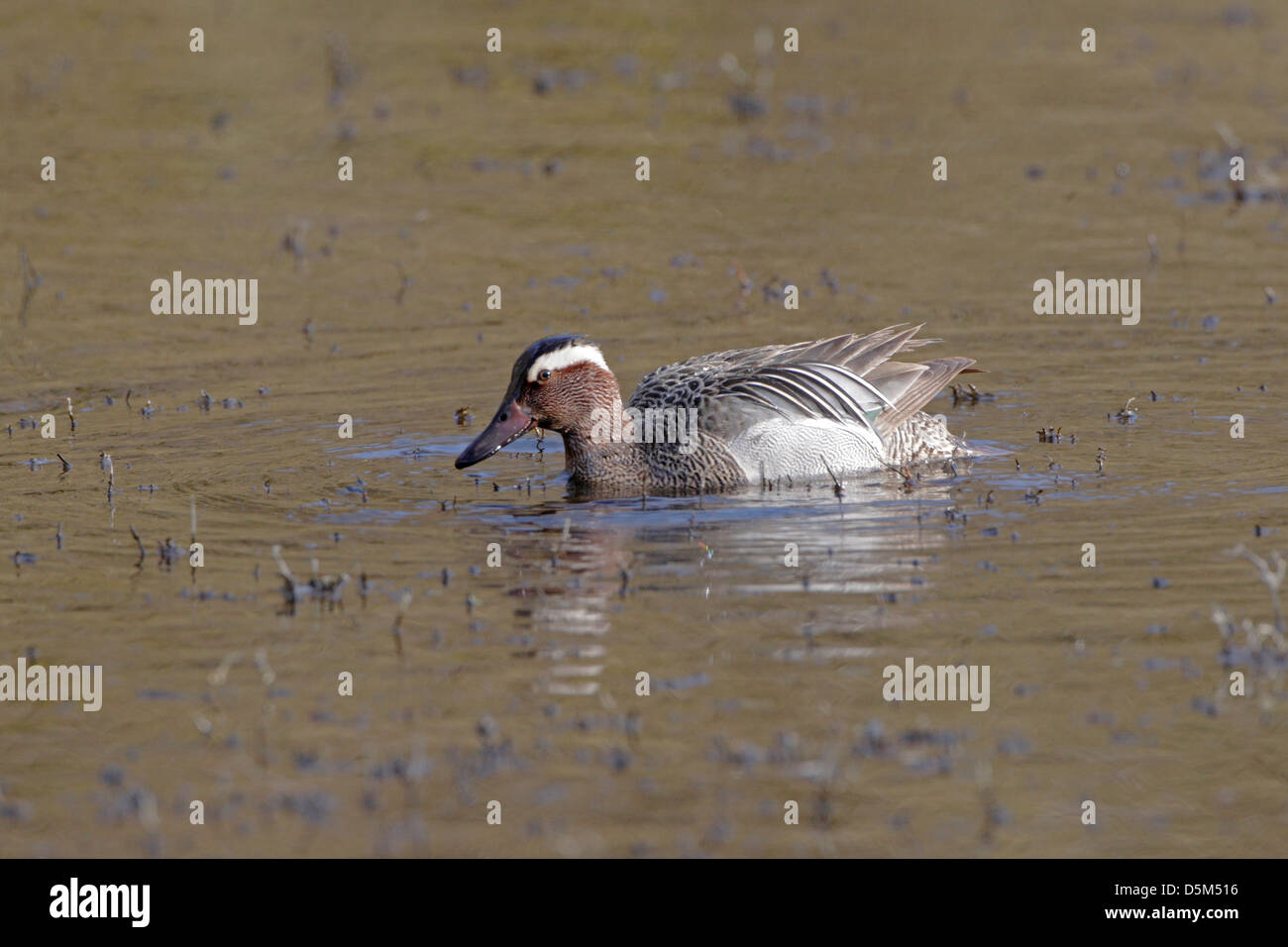 Wild drake Garganey at Cannop Pond Stock Photo - Alamy