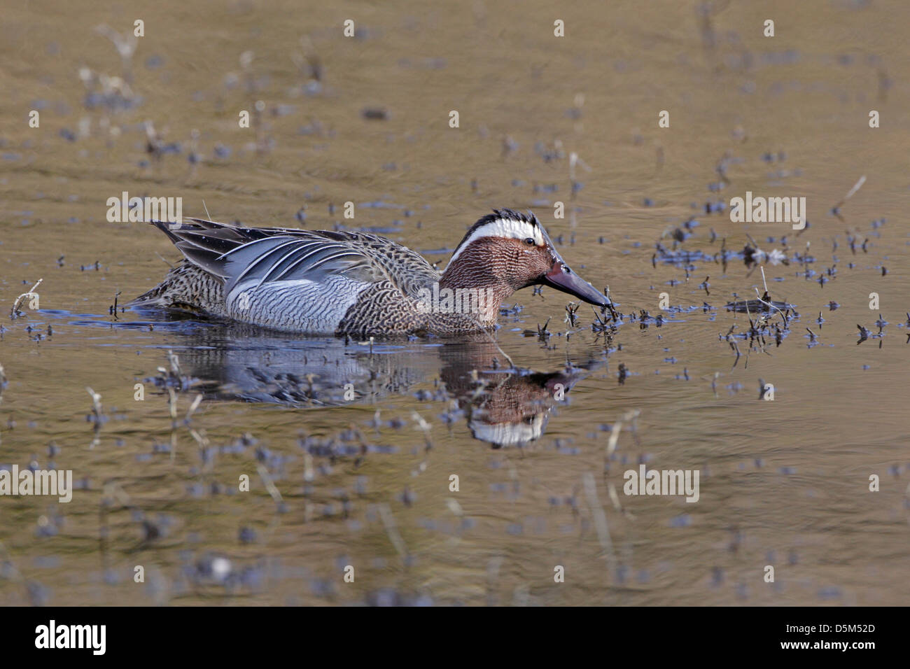 Wild drake Garganey at Cannop Pond Stock Photo - Alamy