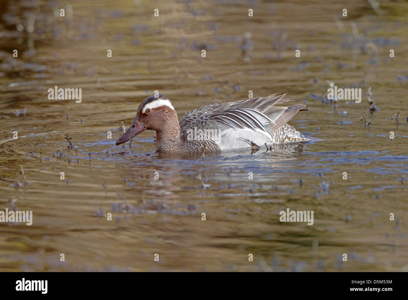 Garganey drake hi-res stock photography and images - Alamy