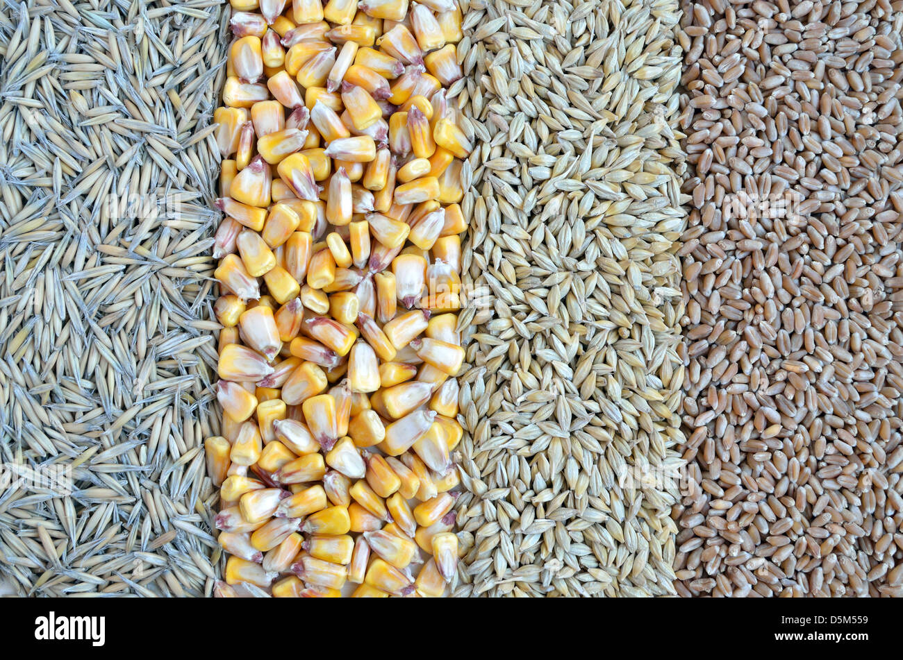 Cultivated oats and barley crop hi-res stock photography and images - Alamy