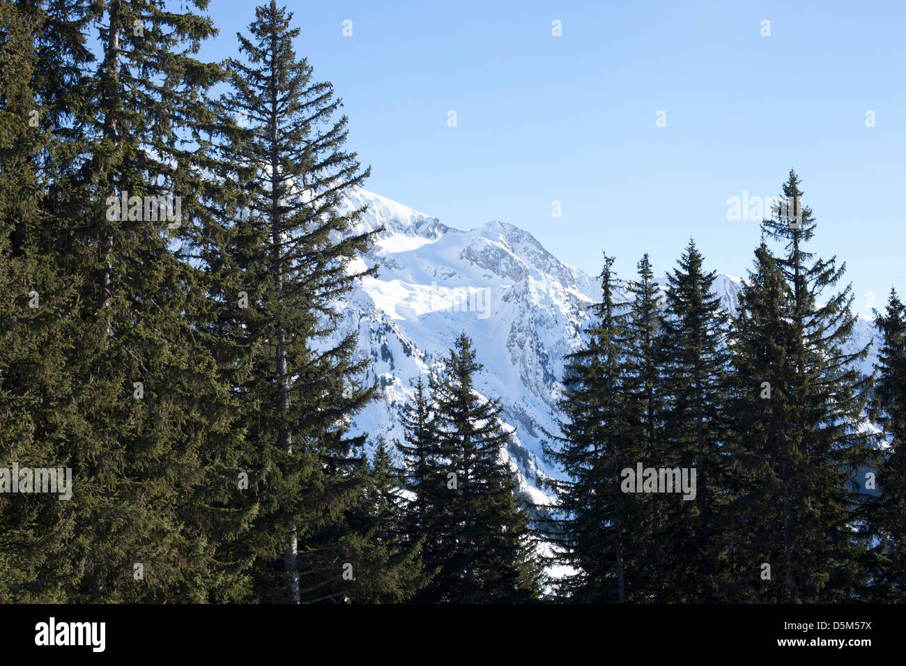 Pine Trees and mountains, La Clusaz, The Alps, France Stock Photo - Alamy