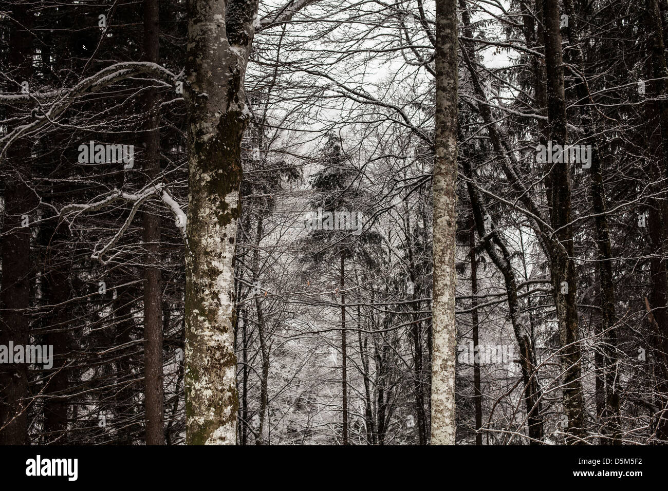 Pine Trees in The Alps, France Stock Photo - Alamy