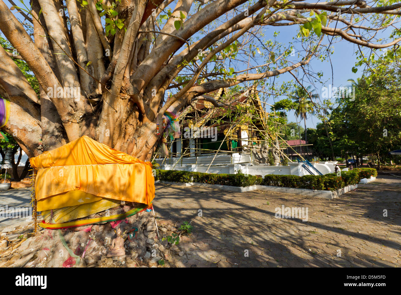 Sacred bodhi tree temple hi-res stock photography and images - Alamy