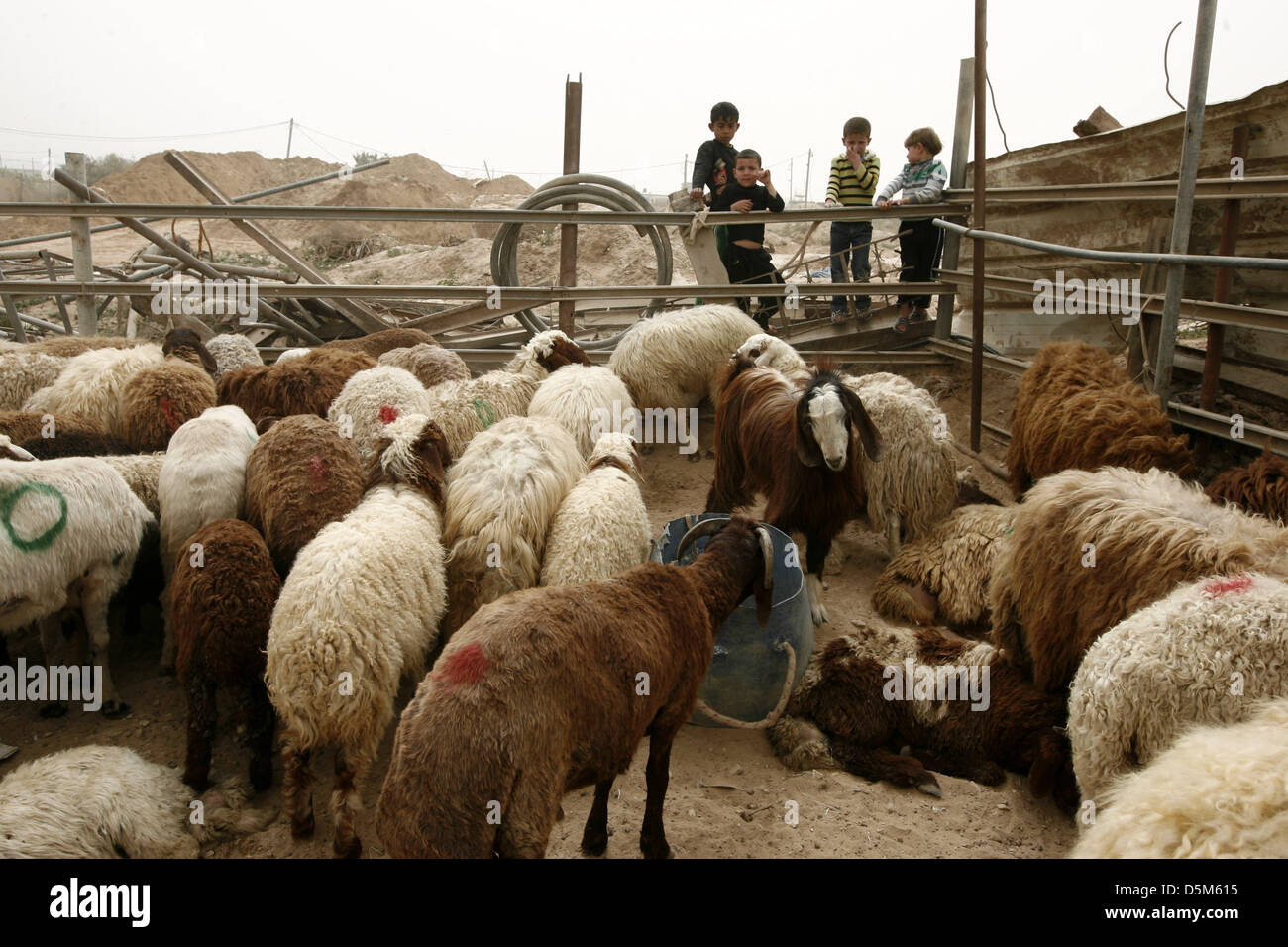 Egyptian sheeps hi-res stock photography and images - Alamy