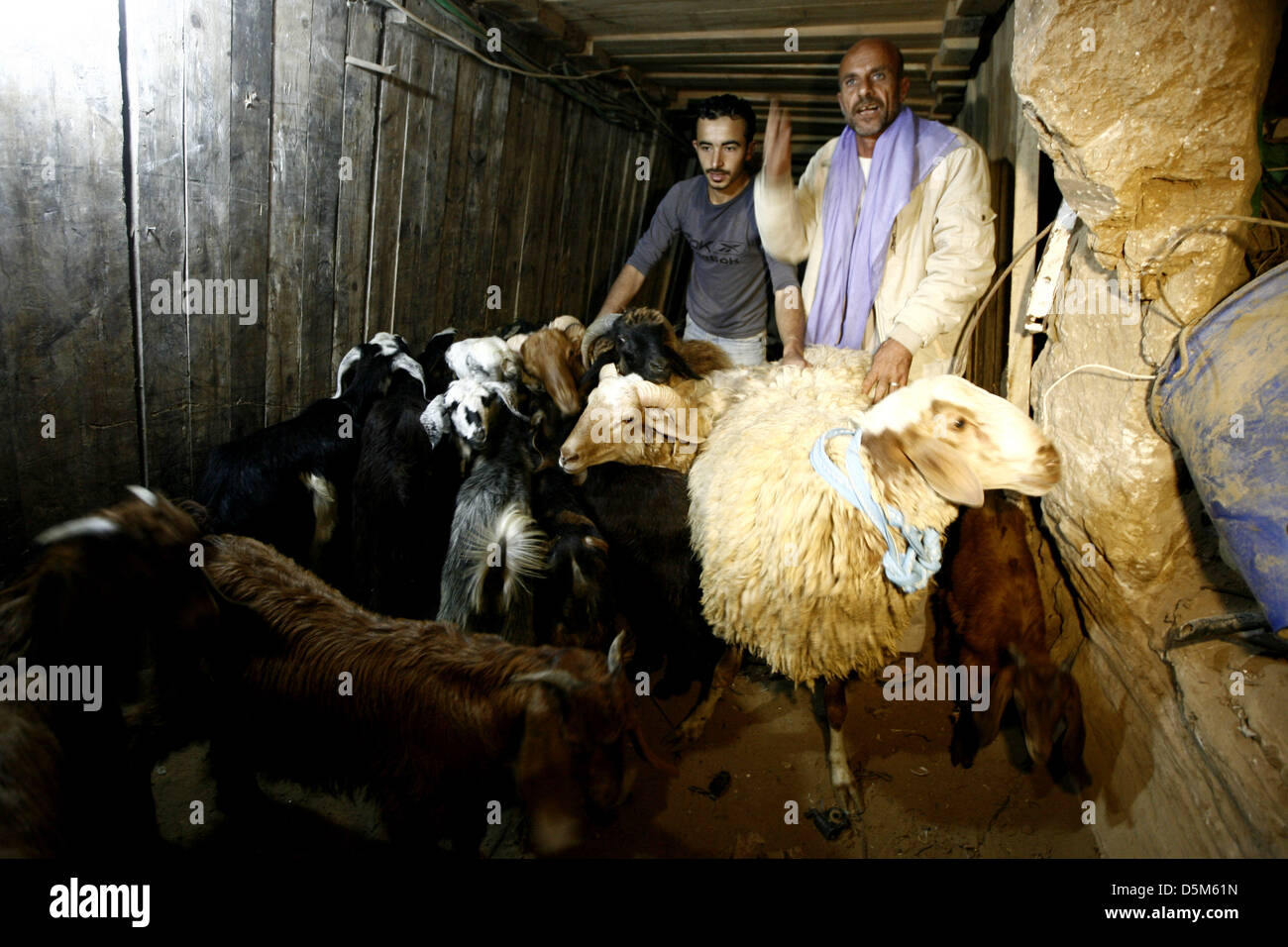 Egyptian sheeps hi-res stock photography and images - Alamy