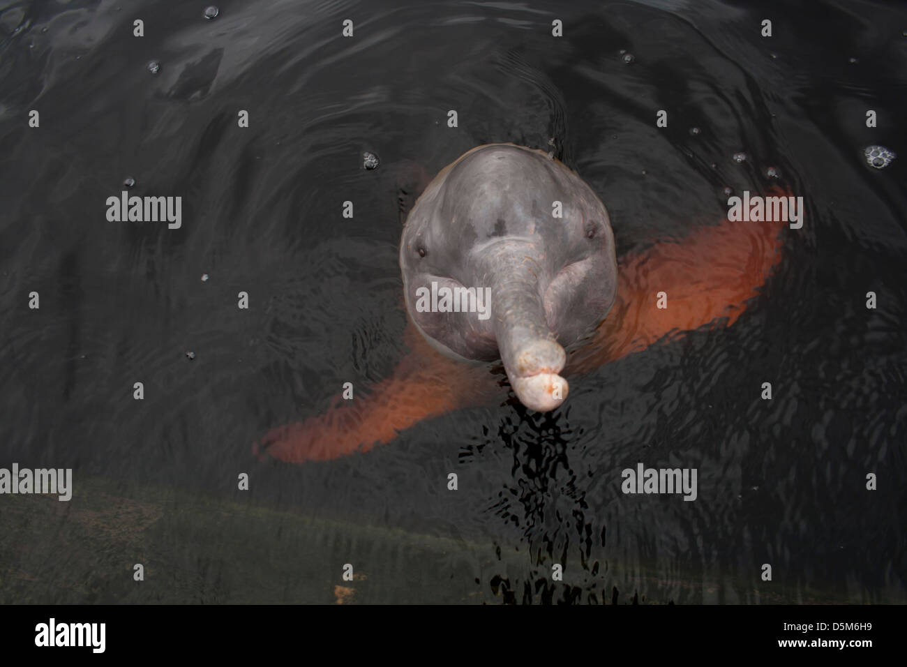 Amazon river dolphin Inia geoffrensis at black river Novo Airão city ...