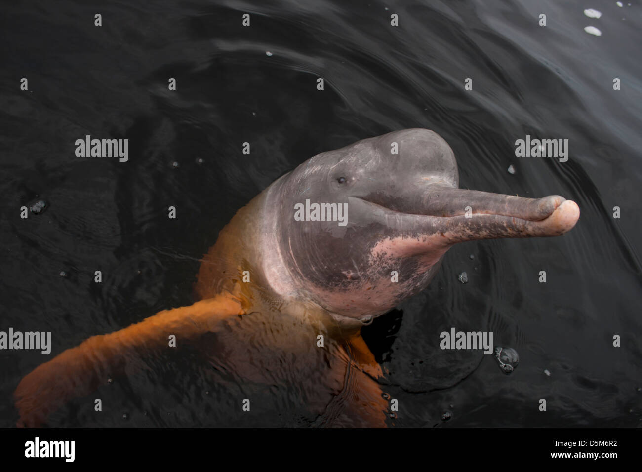 Amazon river dolphin Inia geoffrensis at black river Novo Airão city ...
