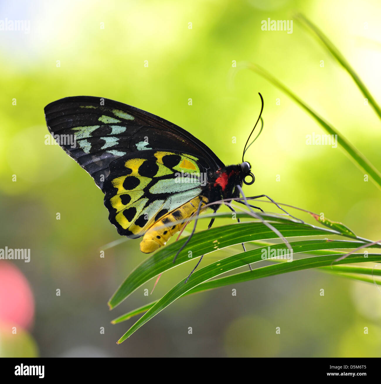 Richmond birdwing butterfly hi-res stock photography and images - Alamy