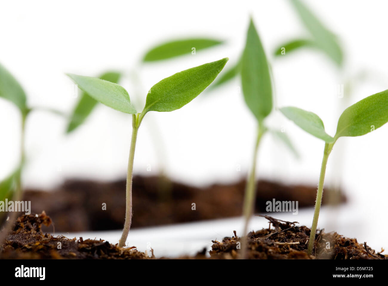 Chile plants hi-res stock photography and images - Alamy