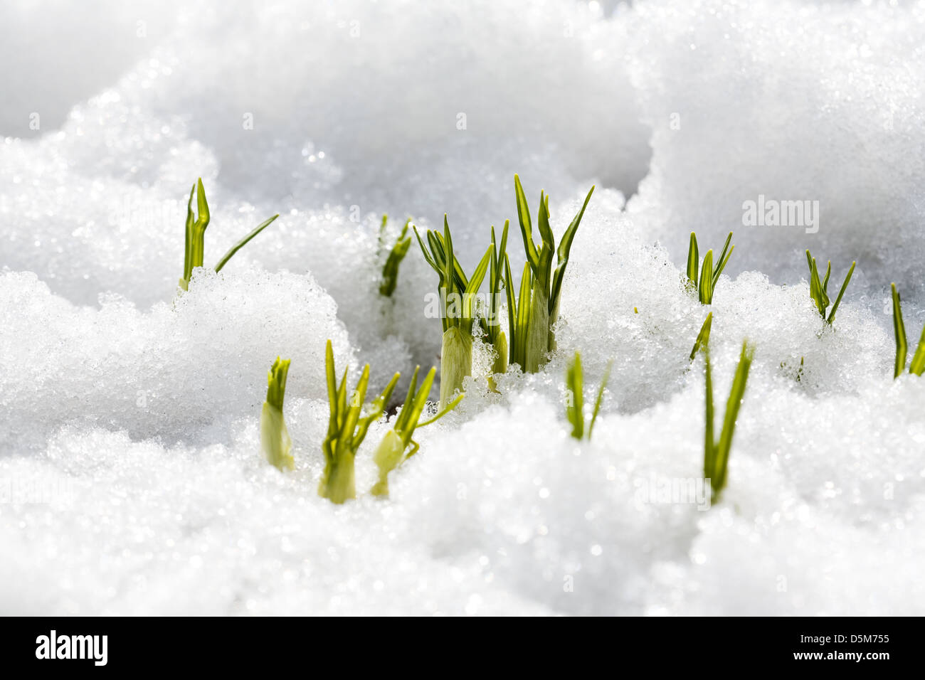 First flowers of spring growing throug snow Stock Photo - Alamy