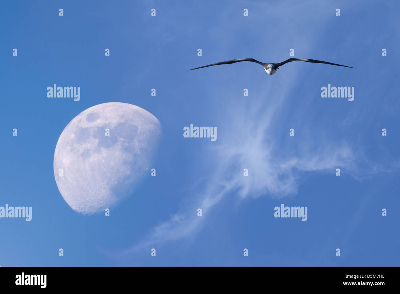 The Moon and flying in blue sky frigatebird Stock Photo - Alamy