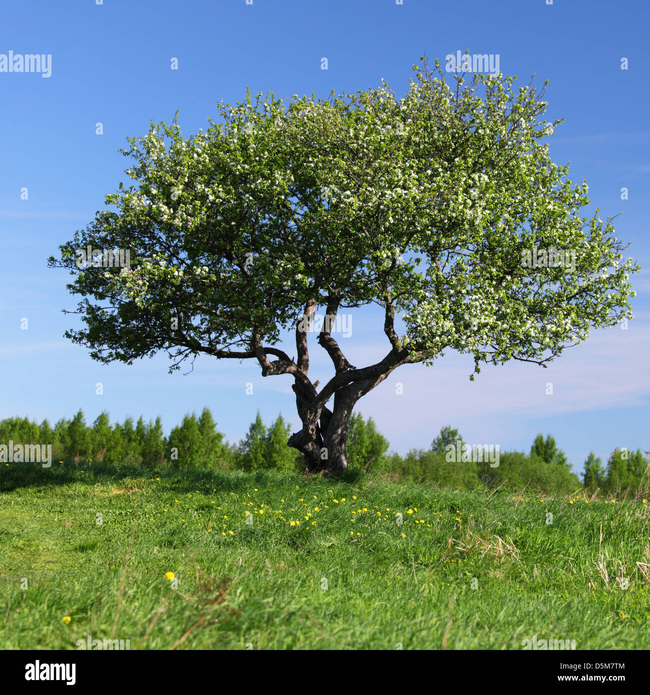 alone tree on green grass field Stock Photo - Alamy