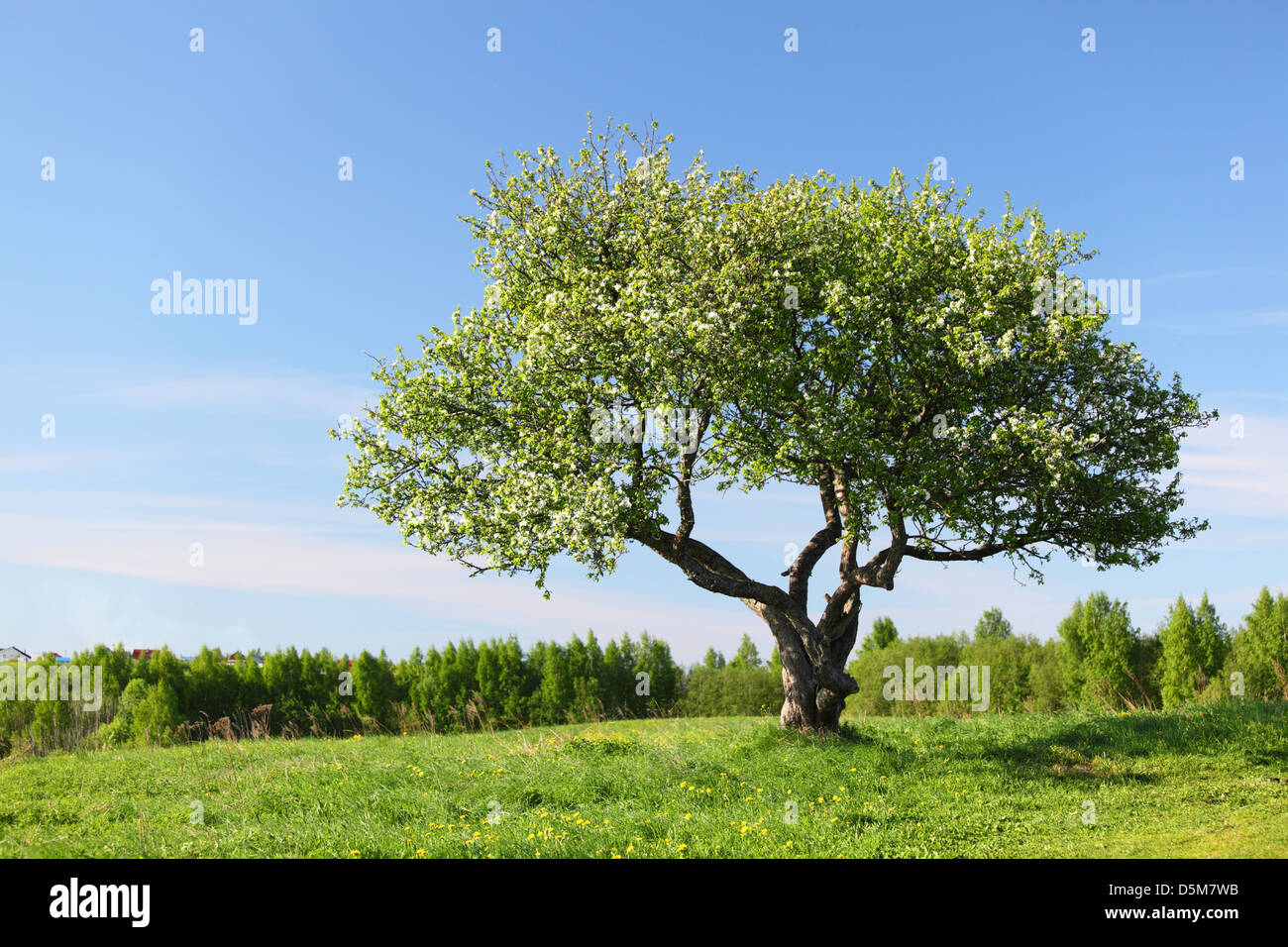 alone tree on green grass field Stock Photo - Alamy