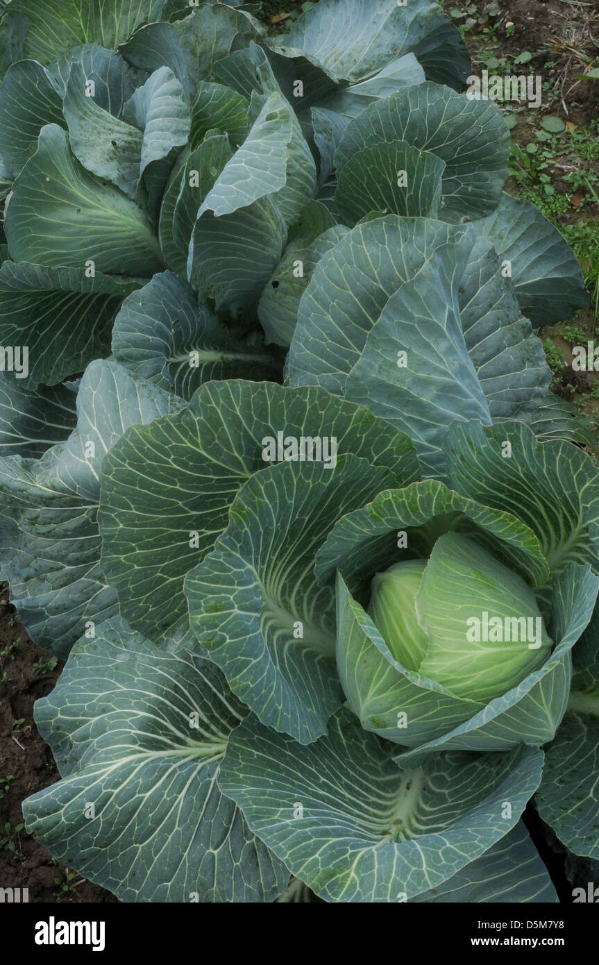 Cauliflower Field
