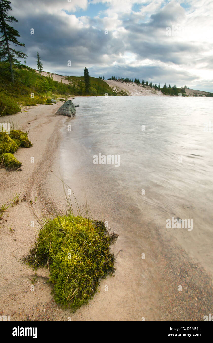 Arctic whitefish hi-res stock photography and images - Alamy