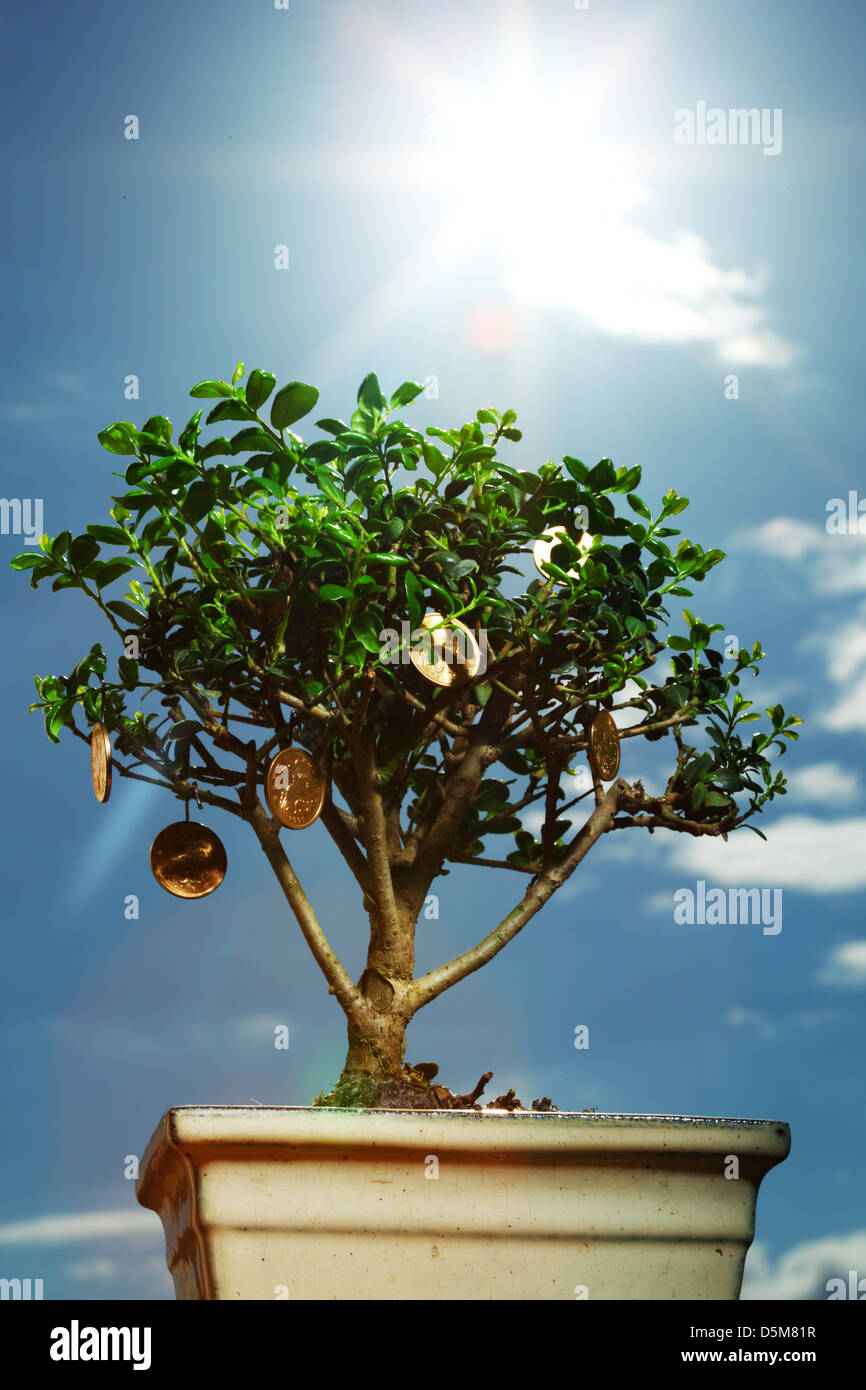 bonsai on blue sky background Stock Photo - Alamy