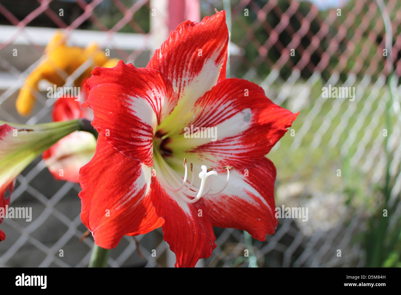 Red rain forest flower Stock Photo - Alamy