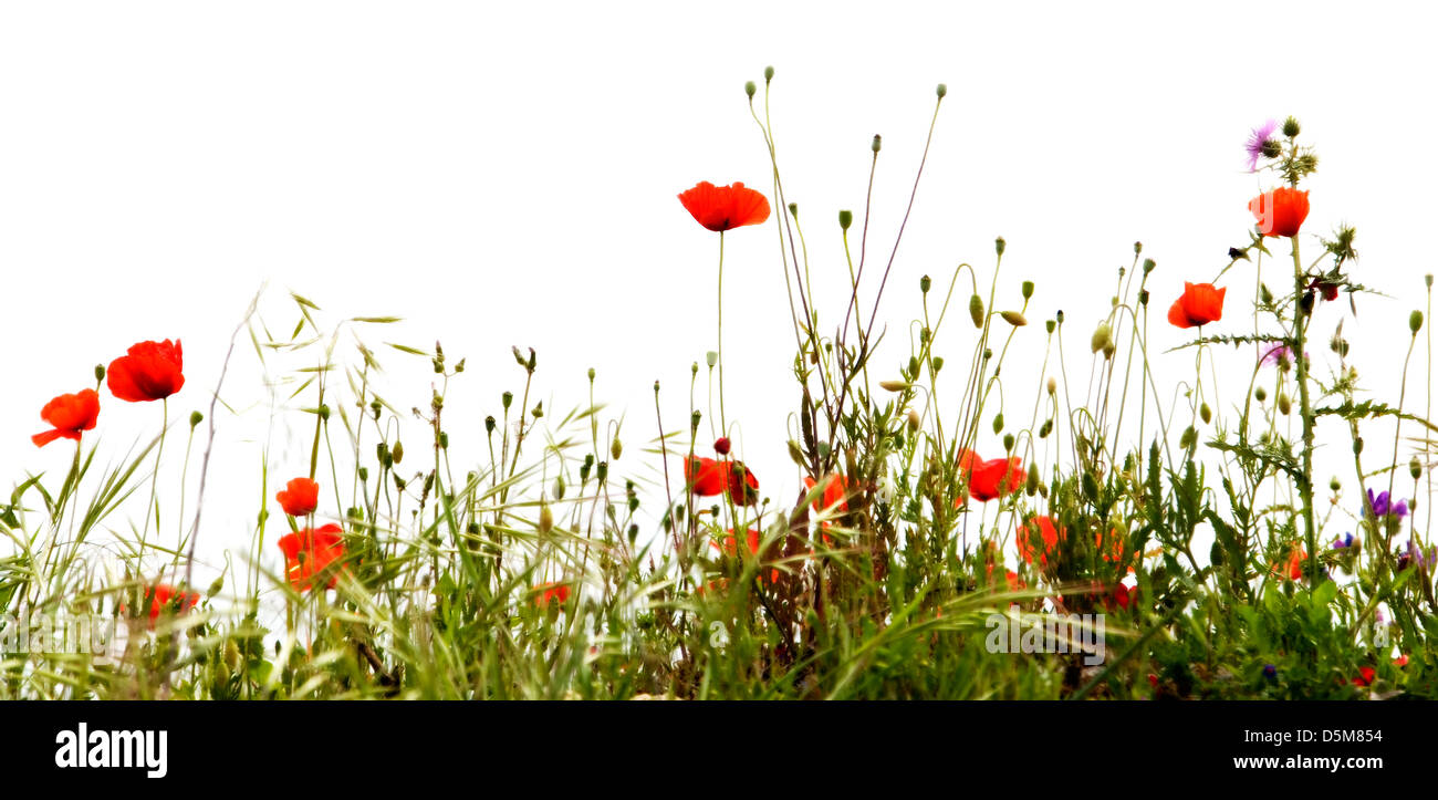 Field of red poppies, isolated on white background Stock Photo - Alamy