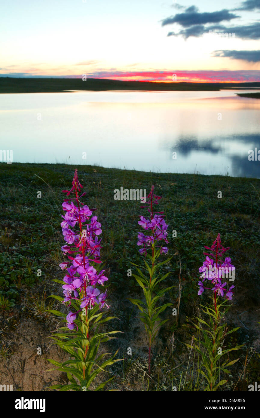 Northwest territories flower hi-res stock photography and images - Alamy