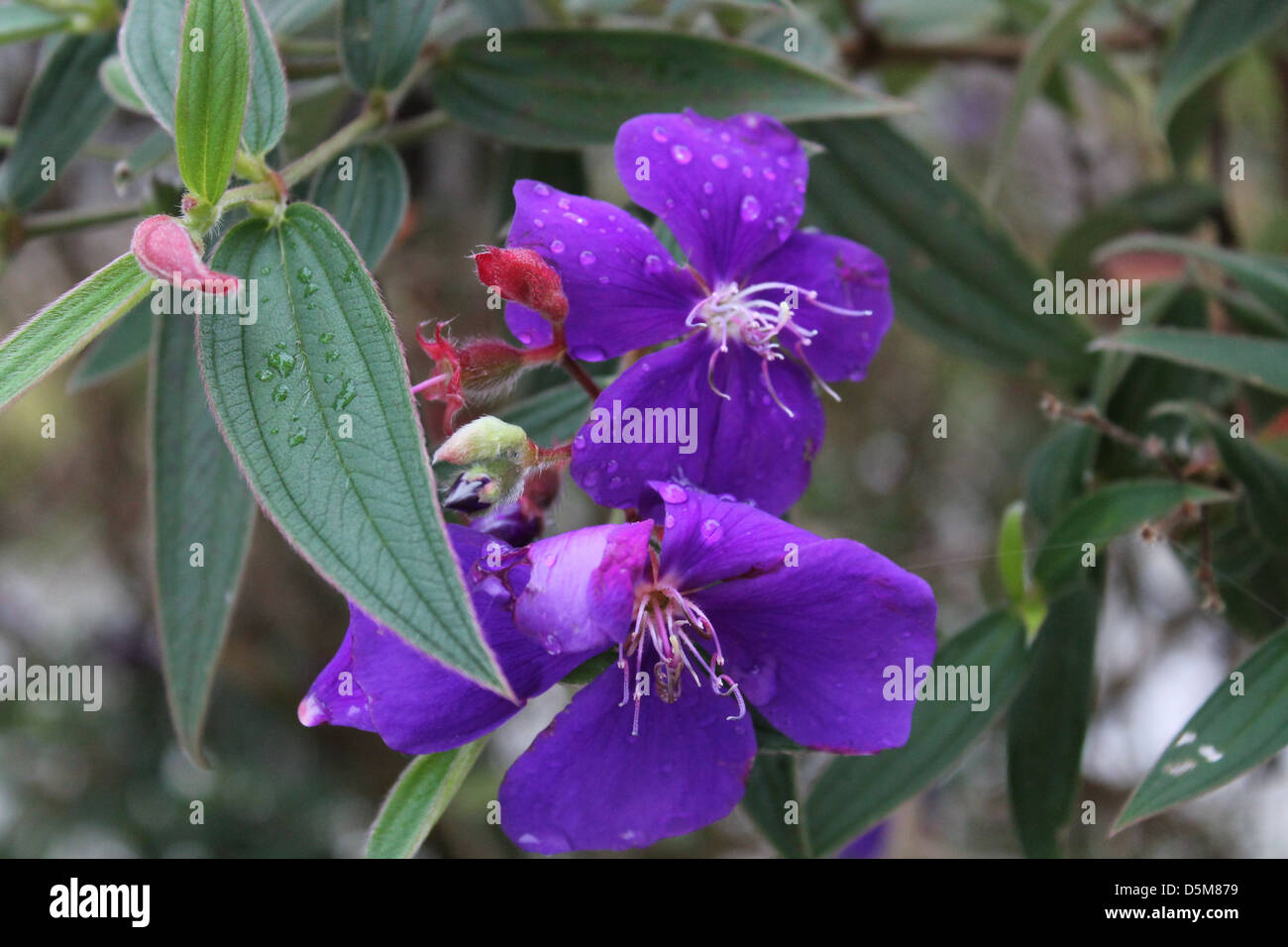 Wild rare flower after rain Stock Photo - Alamy