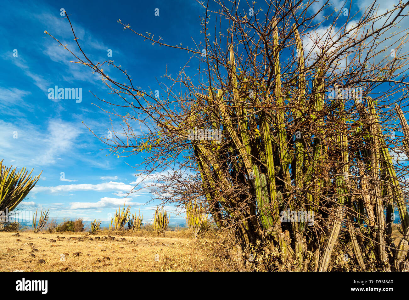 Tatacoa desert cactus hi-res stock photography and images - Alamy