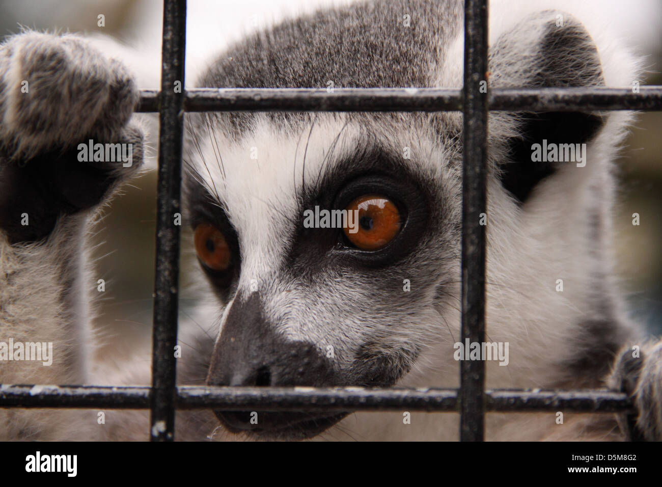 A ring tailed lemur peers through the bars of his enclosure. Lemur ...