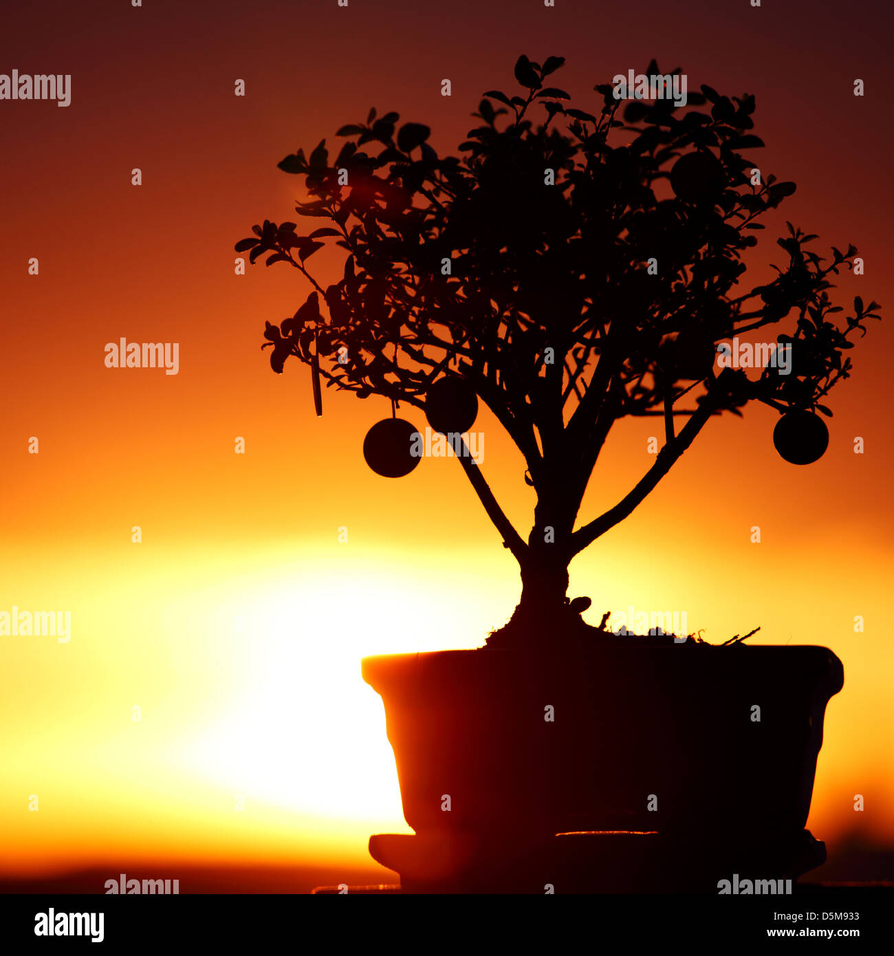 bonsai on blue sky background Stock Photo - Alamy