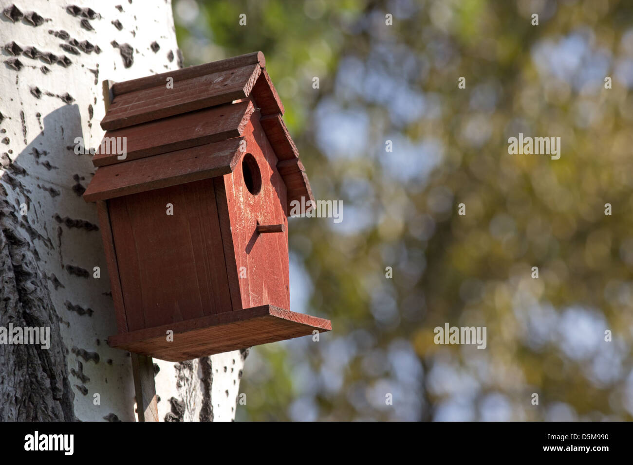 Bird nesting box on a birch tree Stock Photo - Alamy