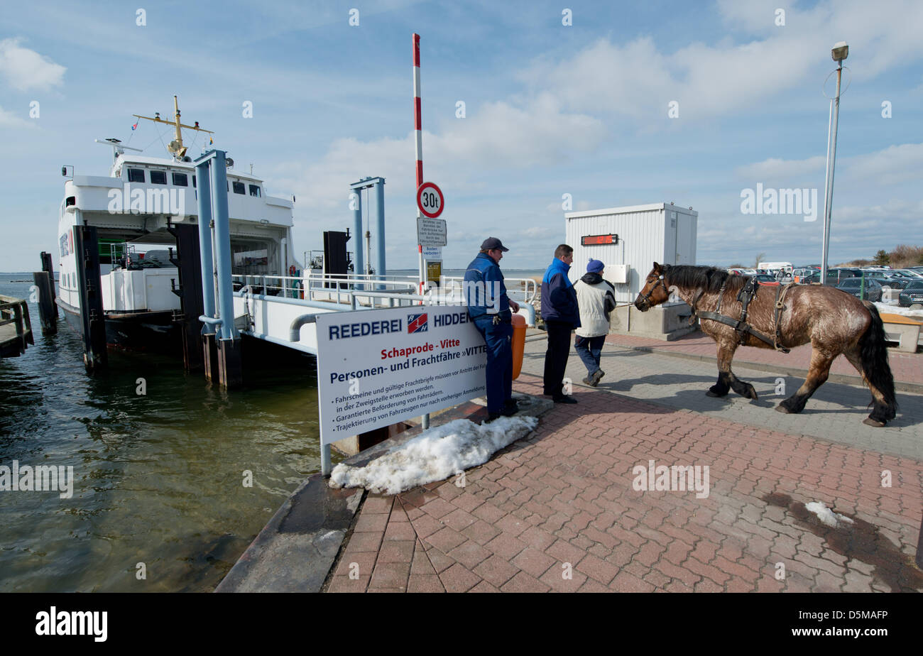 A coachman guides his horse on board the Hiddensee island ferry 'Vitte ...