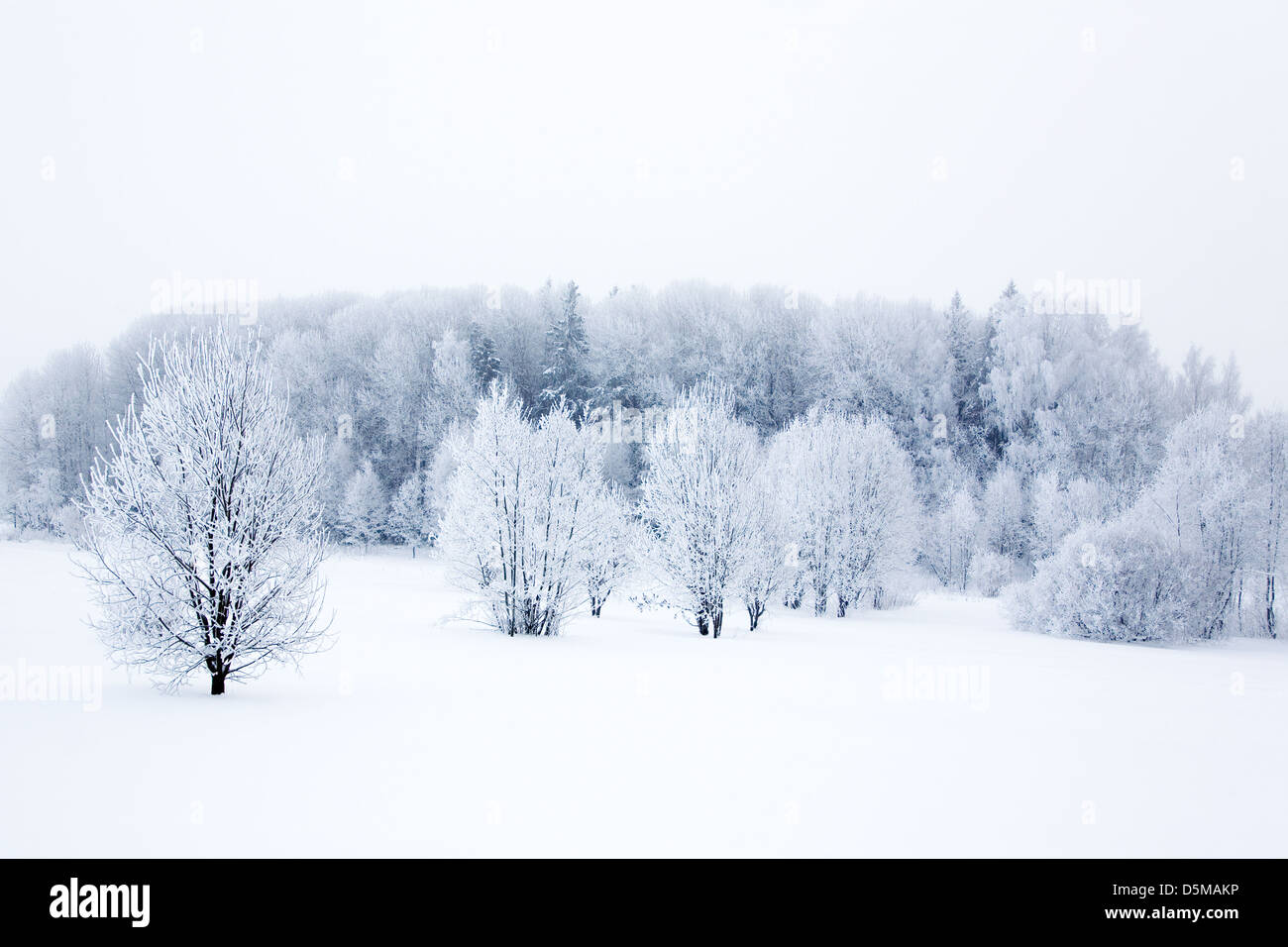 Winter landscape with frosty trees and bushes Stock Photo - Alamy
