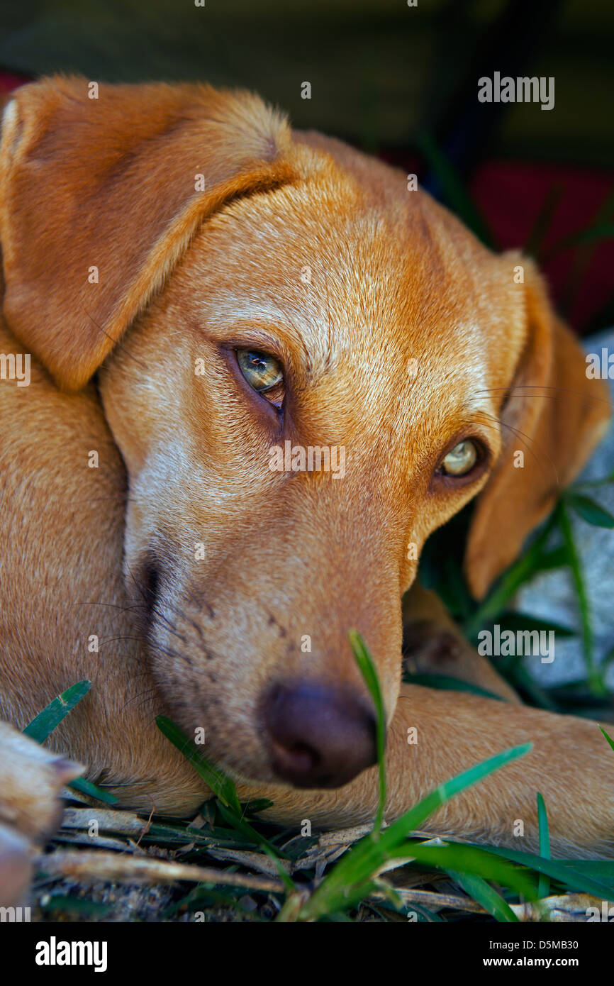Dog madagascar hi-res stock photography and images - Alamy