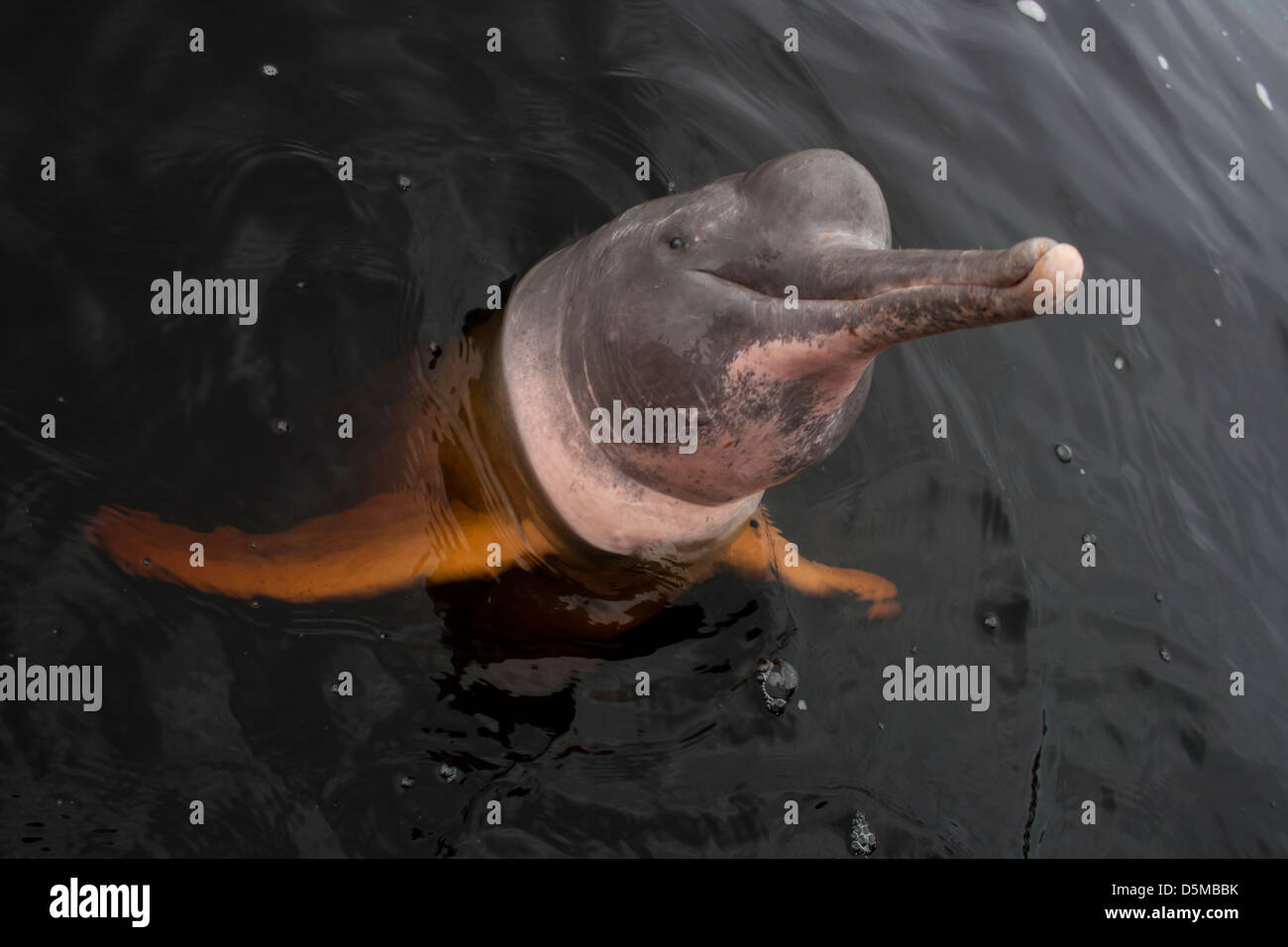 Amazon river dolphin Inia geoffrensis at black river Novo Airão city ...
