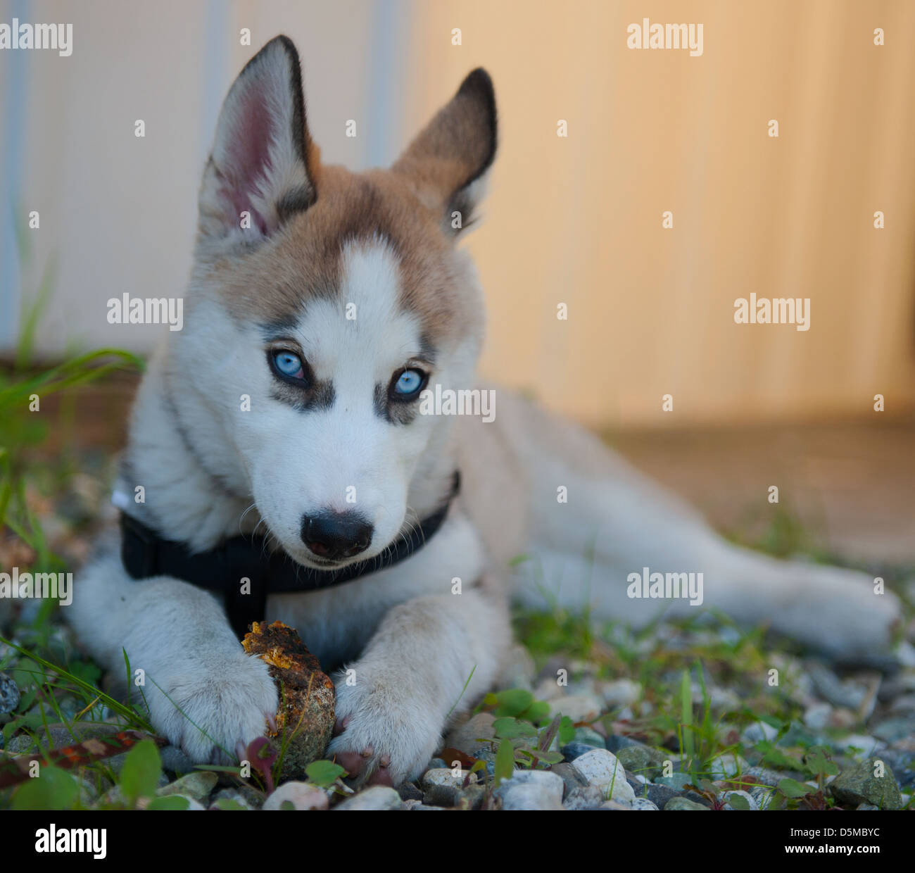 Alaskan Husky dog Stock Photo - Alamy