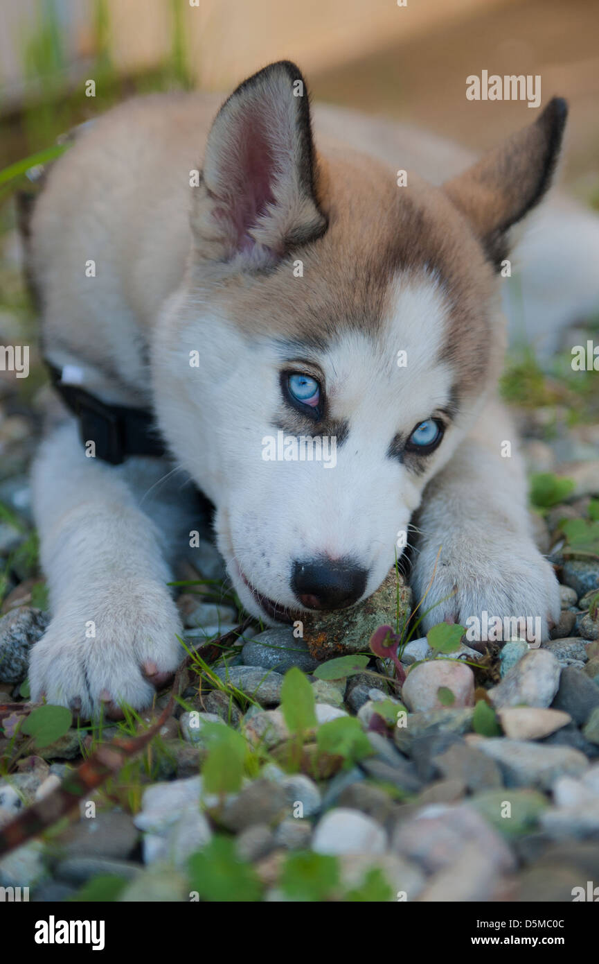 Alaskan Husky Puppy High Resolution Stock Photography and Images - Alamy