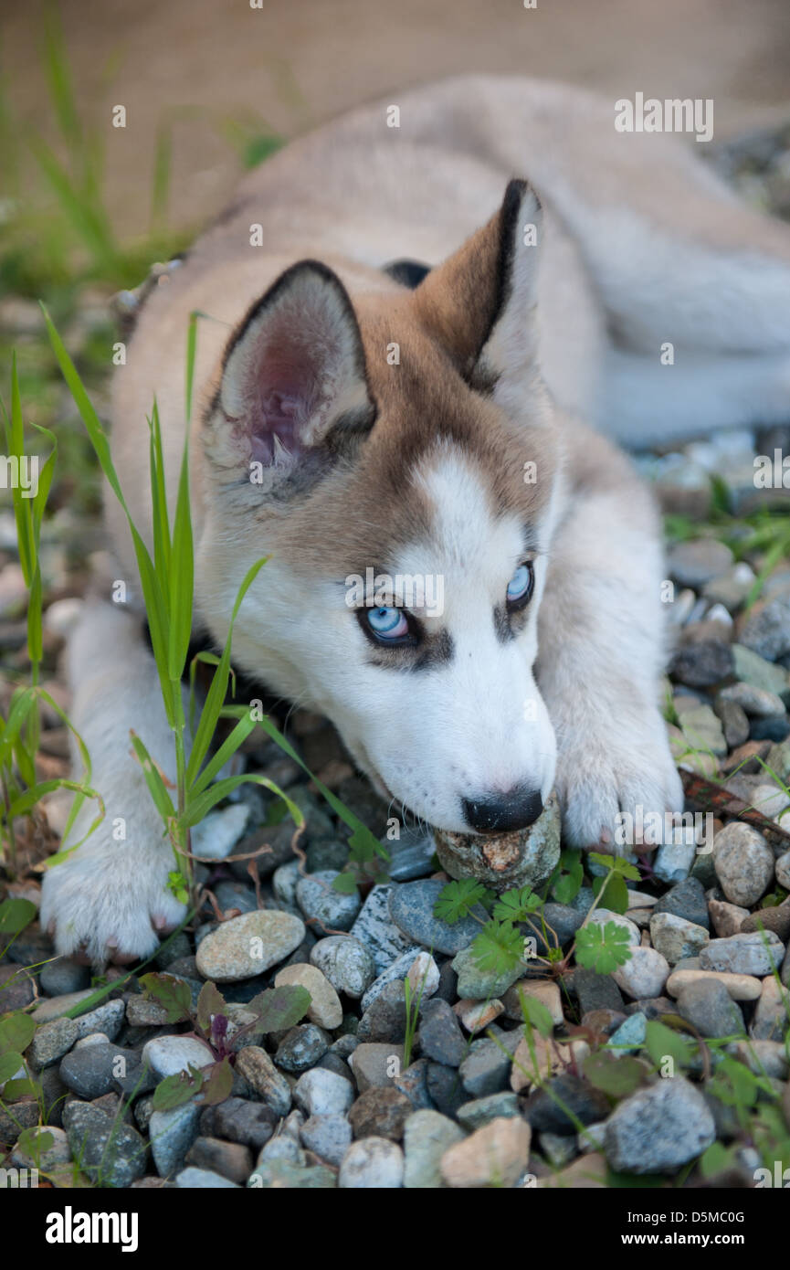Gun husky hi-res stock photography and images - Alamy