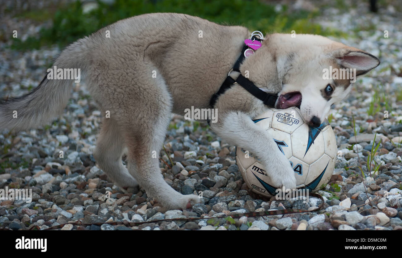 Gun husky hi-res stock photography and images - Alamy