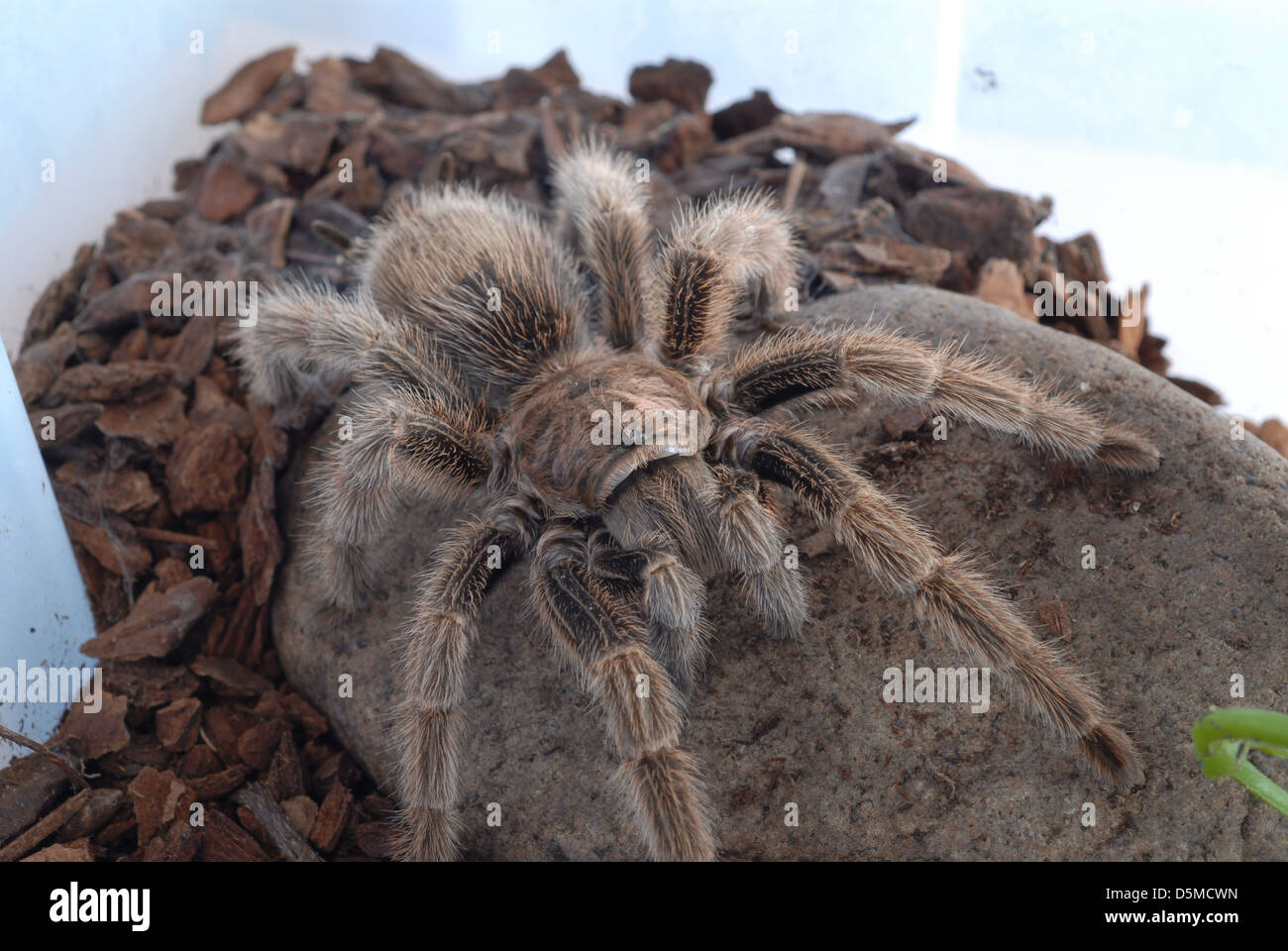 Big hairy venomous spider, tarantula, Theraphosidae Stock Photo - Alamy