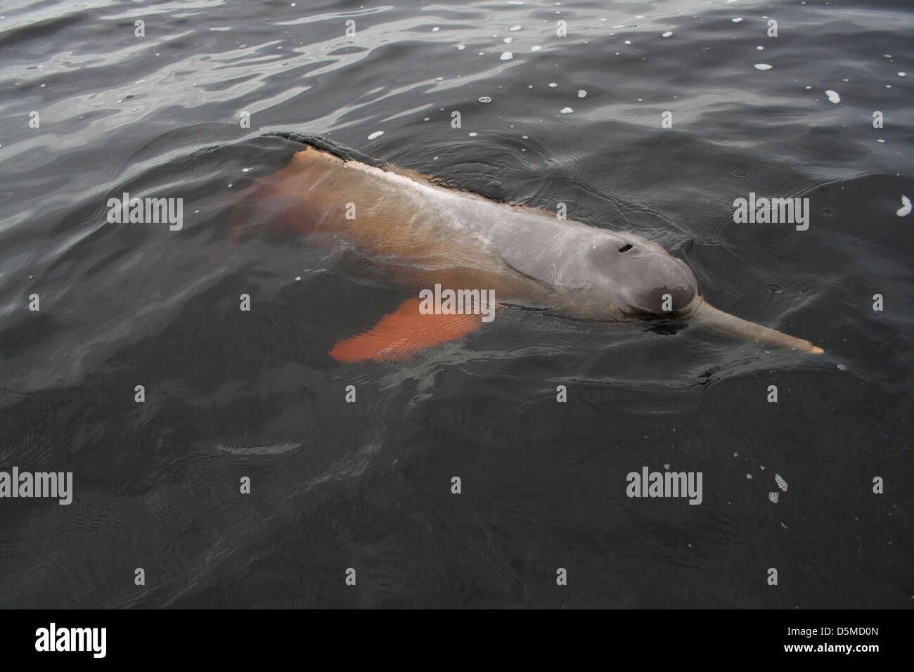Amazon river dolphin Inia geoffrensis at black river Novo Airão city ...