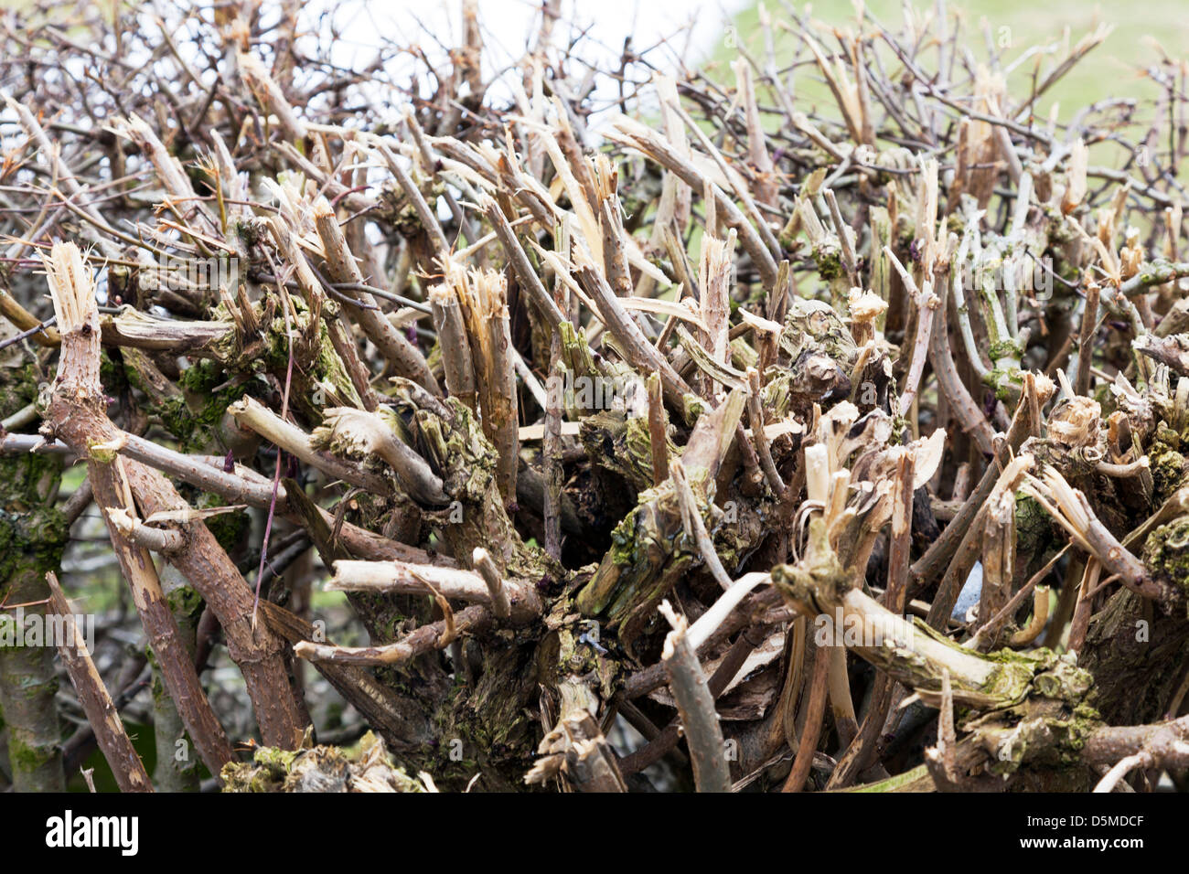 Rough hedge hi-res stock photography and images - Alamy