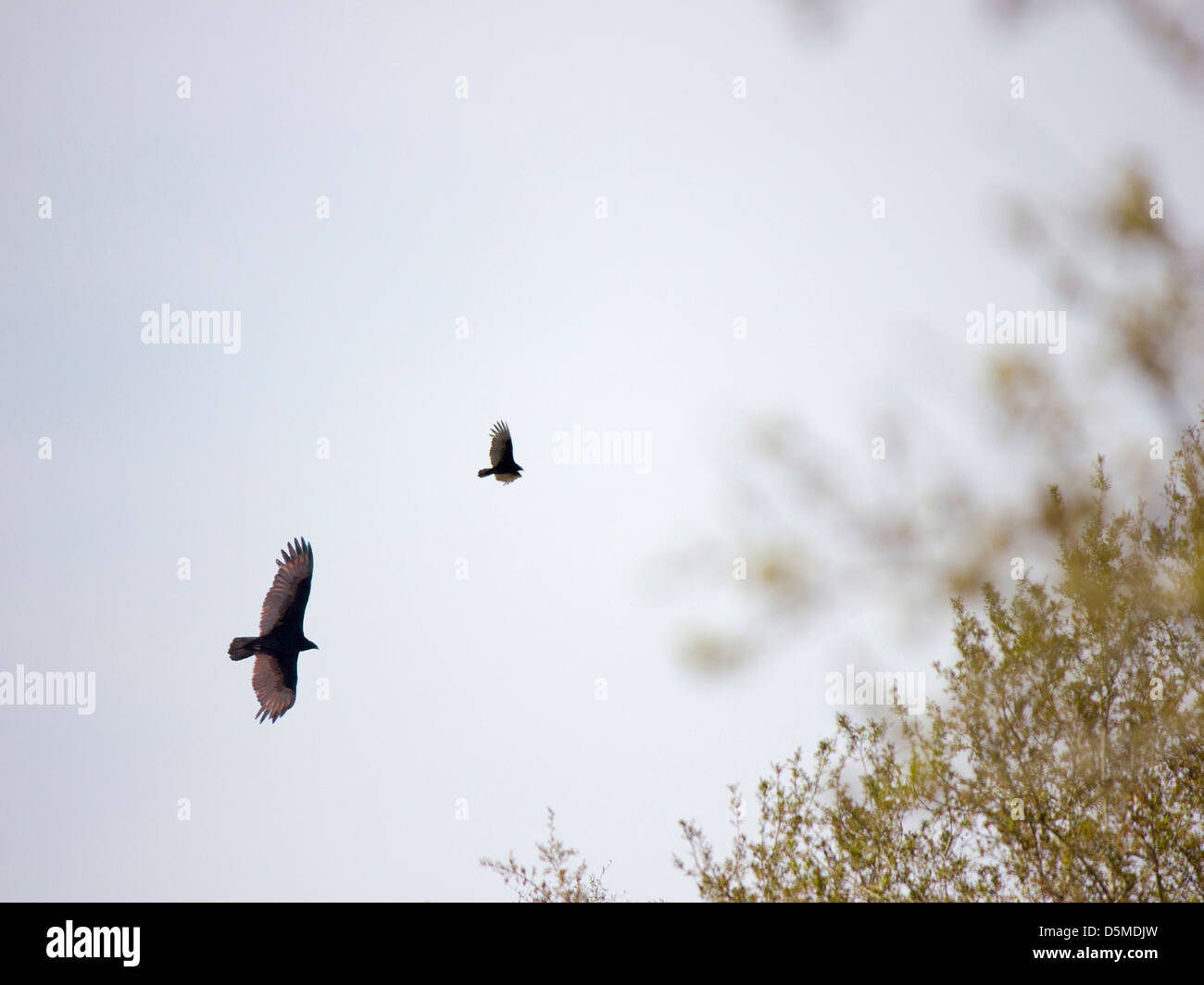 birds in flight Stock Photo - Alamy