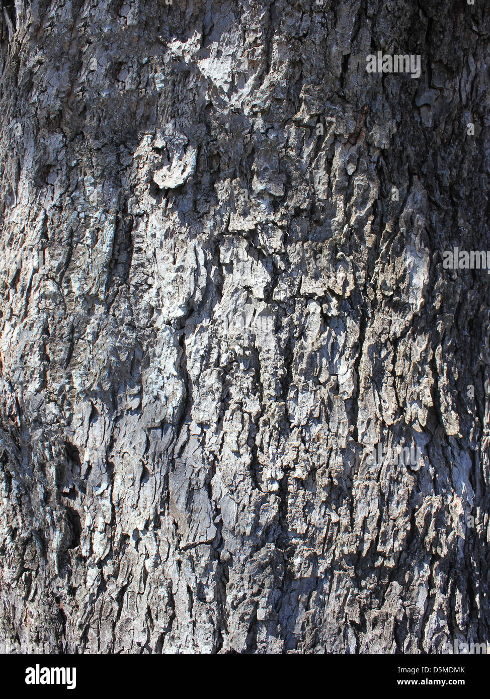 Oak bark texture hi-res stock photography and images - Alamy