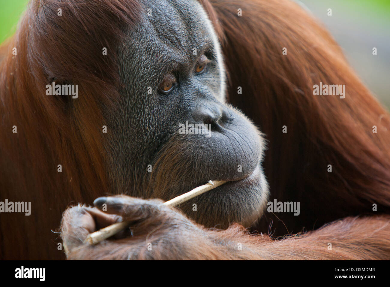 An orangutan nibbles on a stick in Melbourne, Australia Stock Photo - Alamy