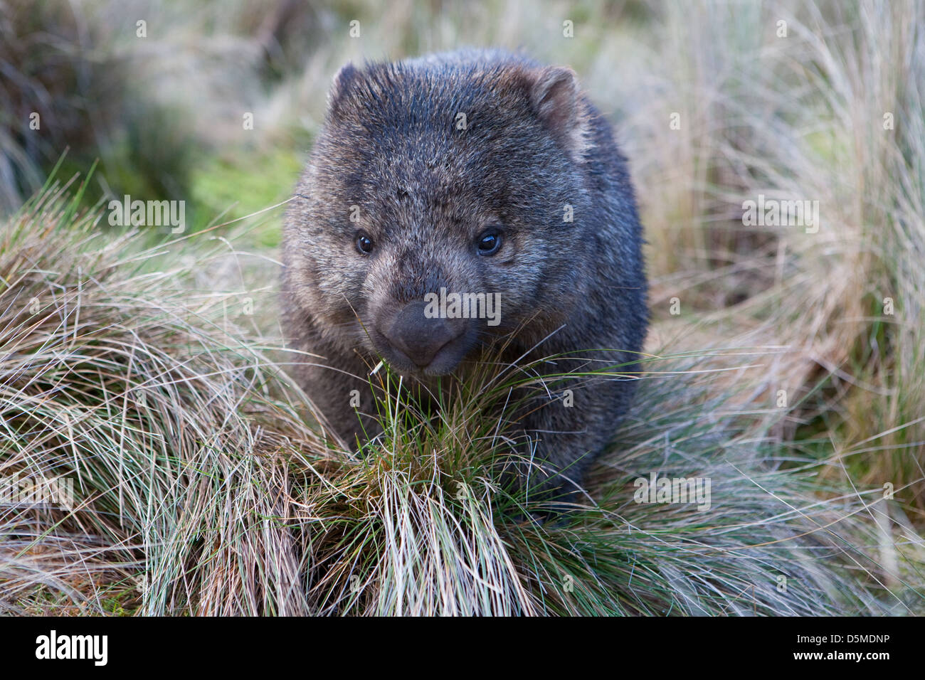 A wombat in grassland in Cradle Mountain, Tasmania Stock Photo - Alamy